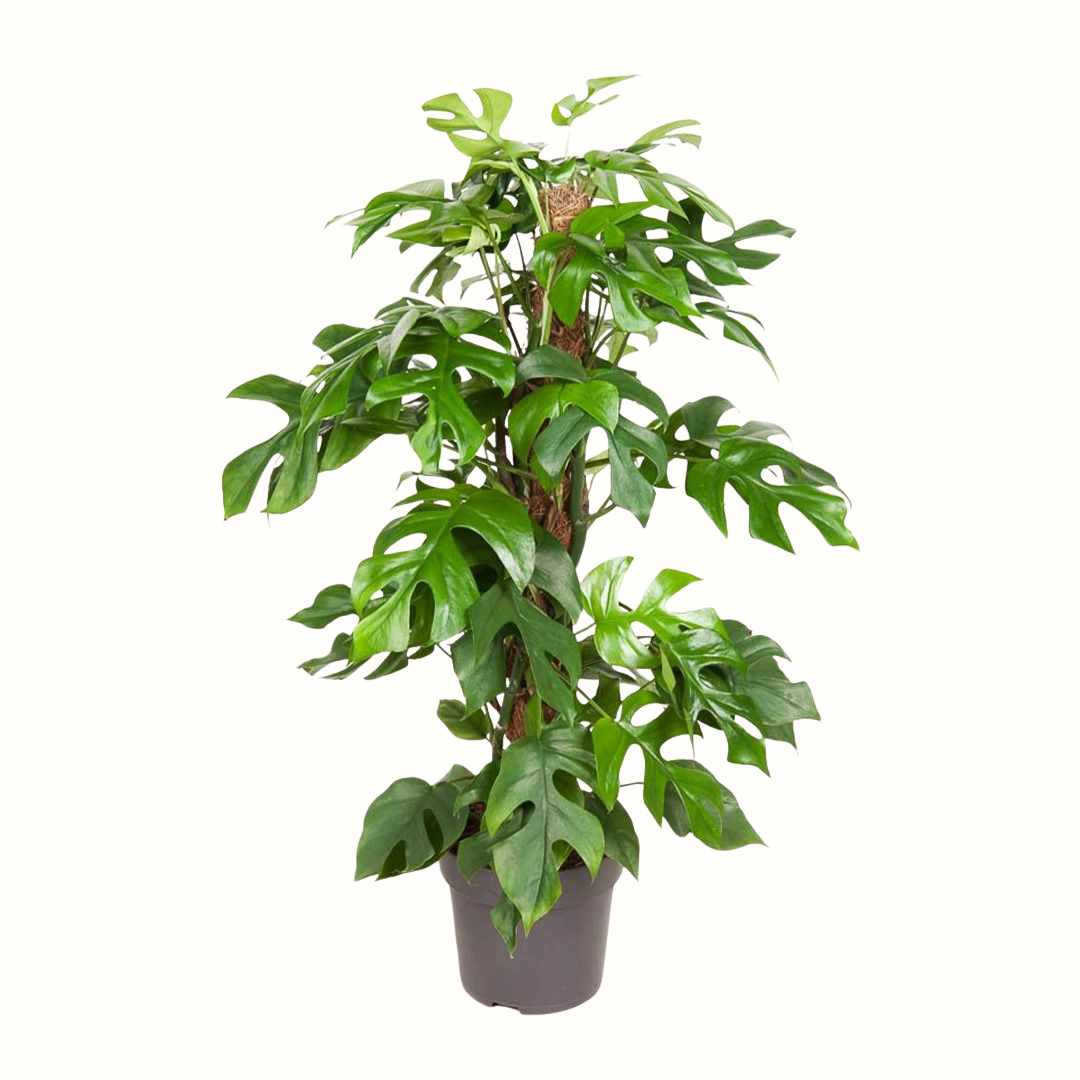 Monstera Minima – Bourgeon